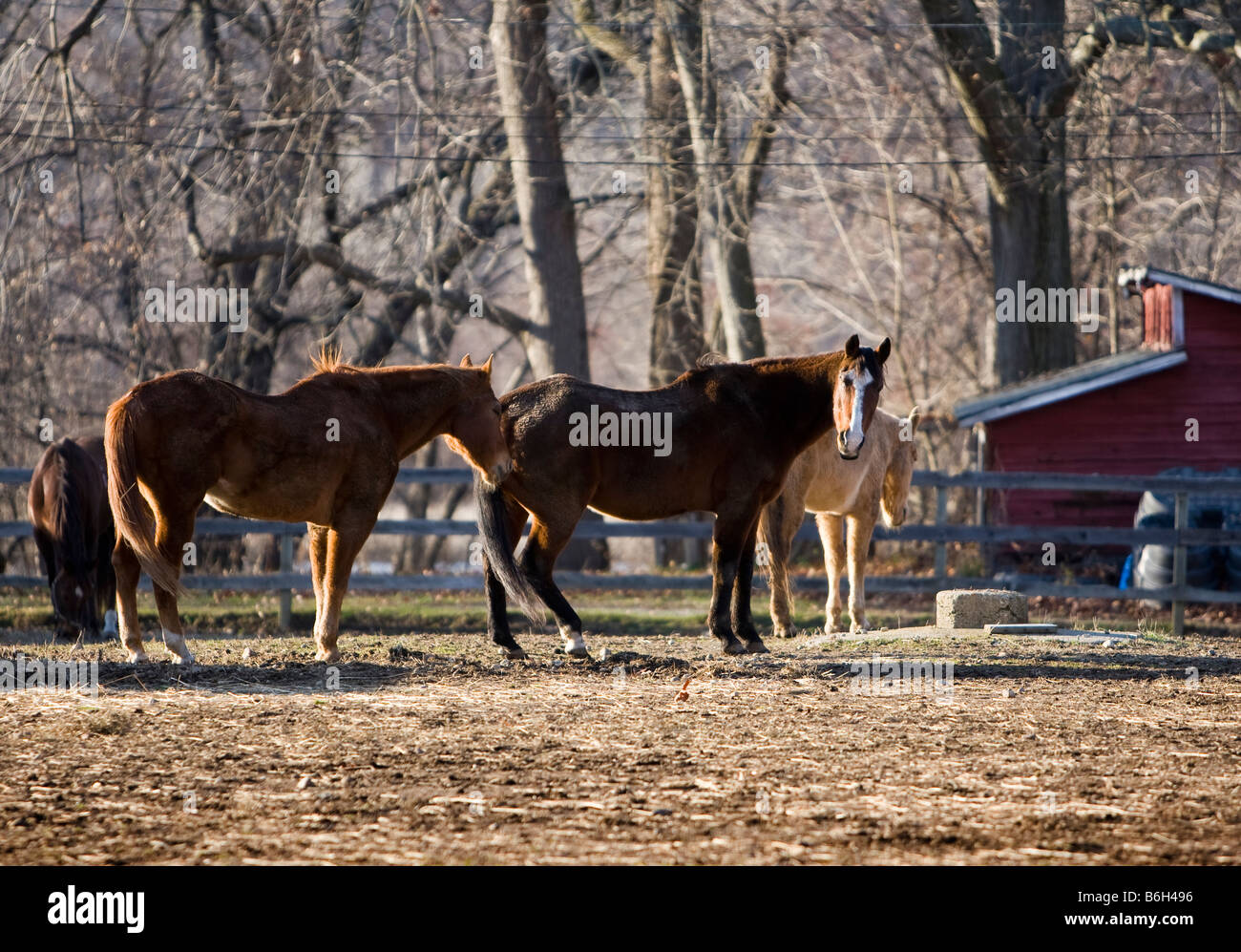 Corral of horses hi-res stock photography and images - Alamy