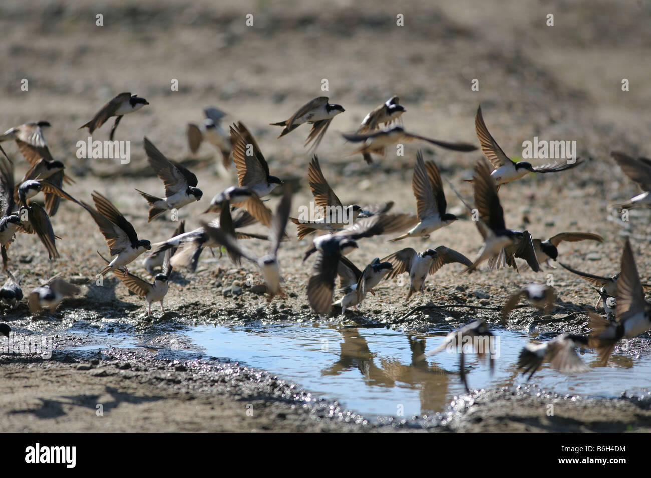 House martin picking up mud for nest Stock Photo - Alamy