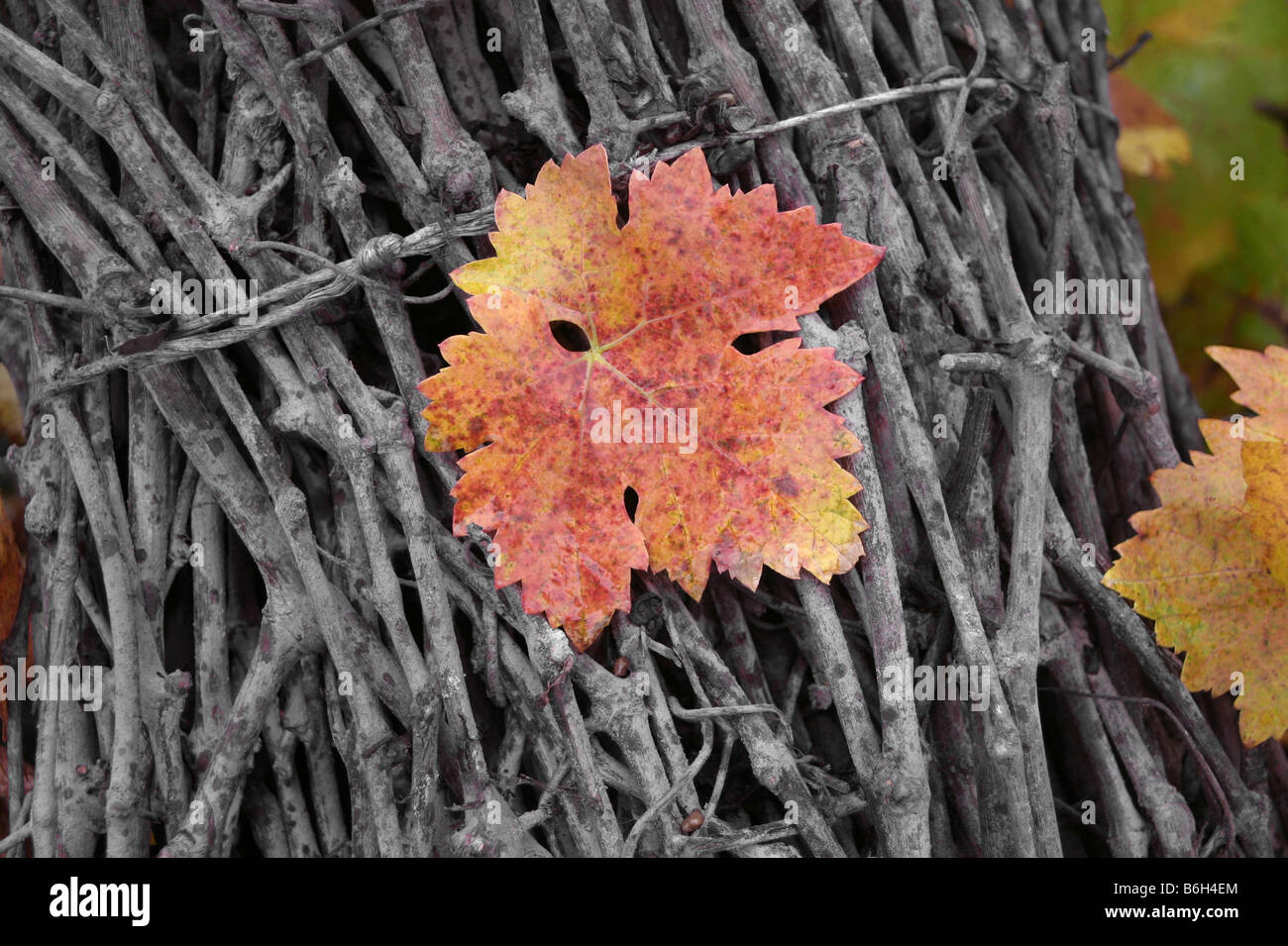 Vine sticks hi-res stock photography and images - Alamy