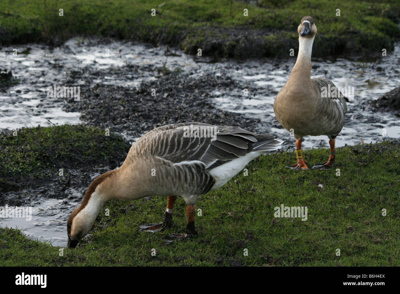 Marsh geese hi-res stock photography and images - Alamy