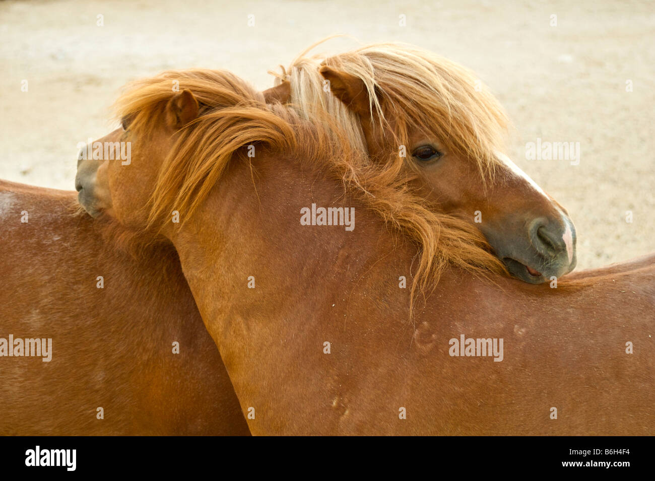 Ponies heads hi-res stock photography and images - Alamy
