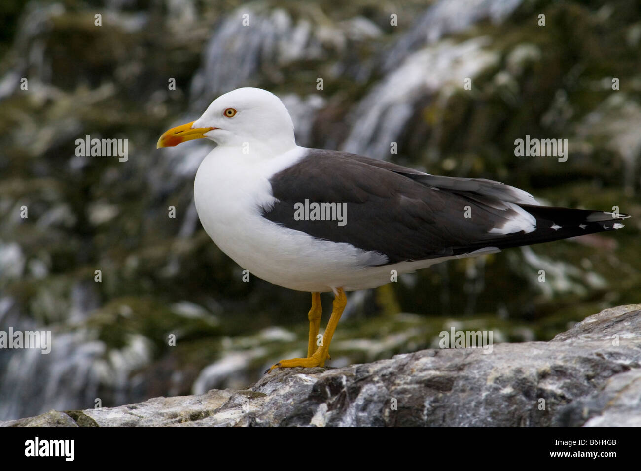 Lesser black-backed gull - Larus Fuscus (distinguished from Greater ...