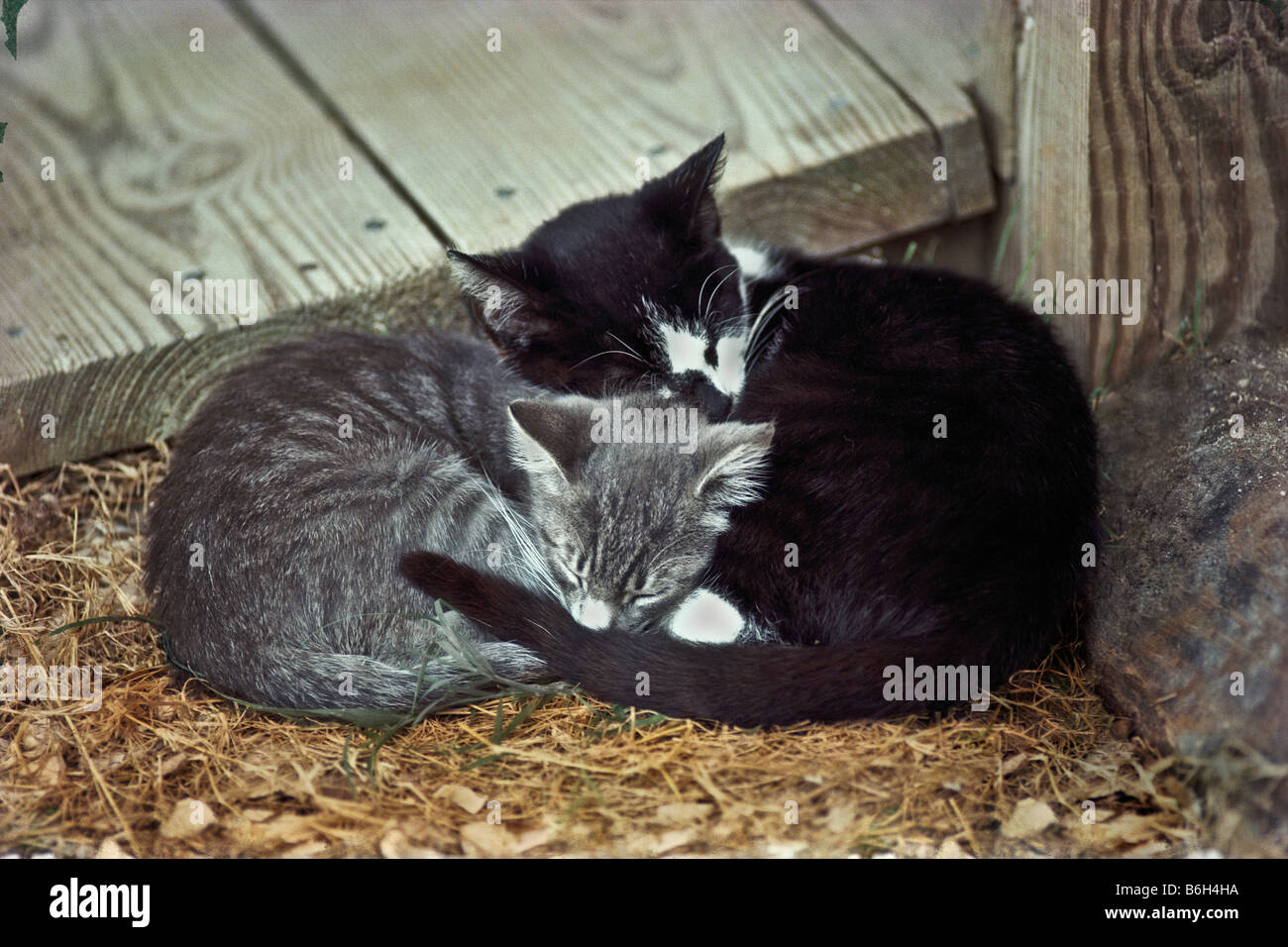 Two kittens, friends, companions, sleep together, embrace, Kittens on ...