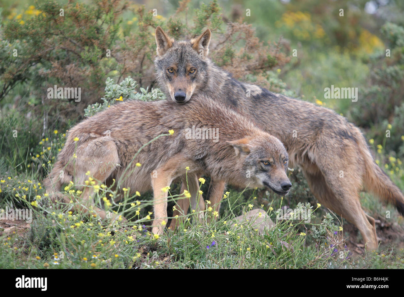 Iberian wolf mating Stock Photo - Alamy
