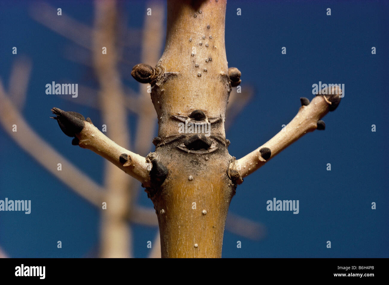 Olseaceae: Fraxinus Golden Ash Branch, figure, the maestro, Europe ...