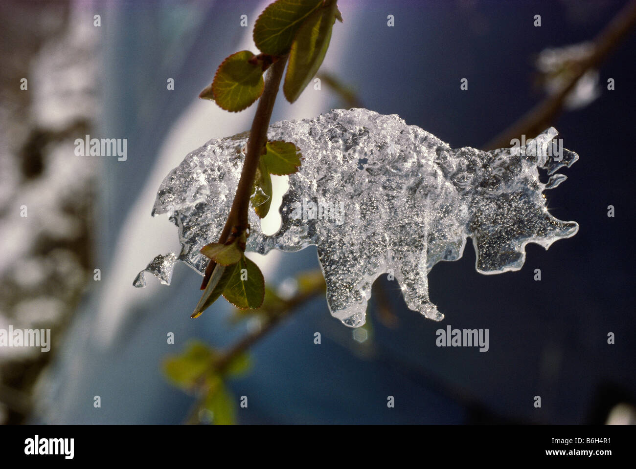 Rhino in ice hi-res stock photography and images - Alamy