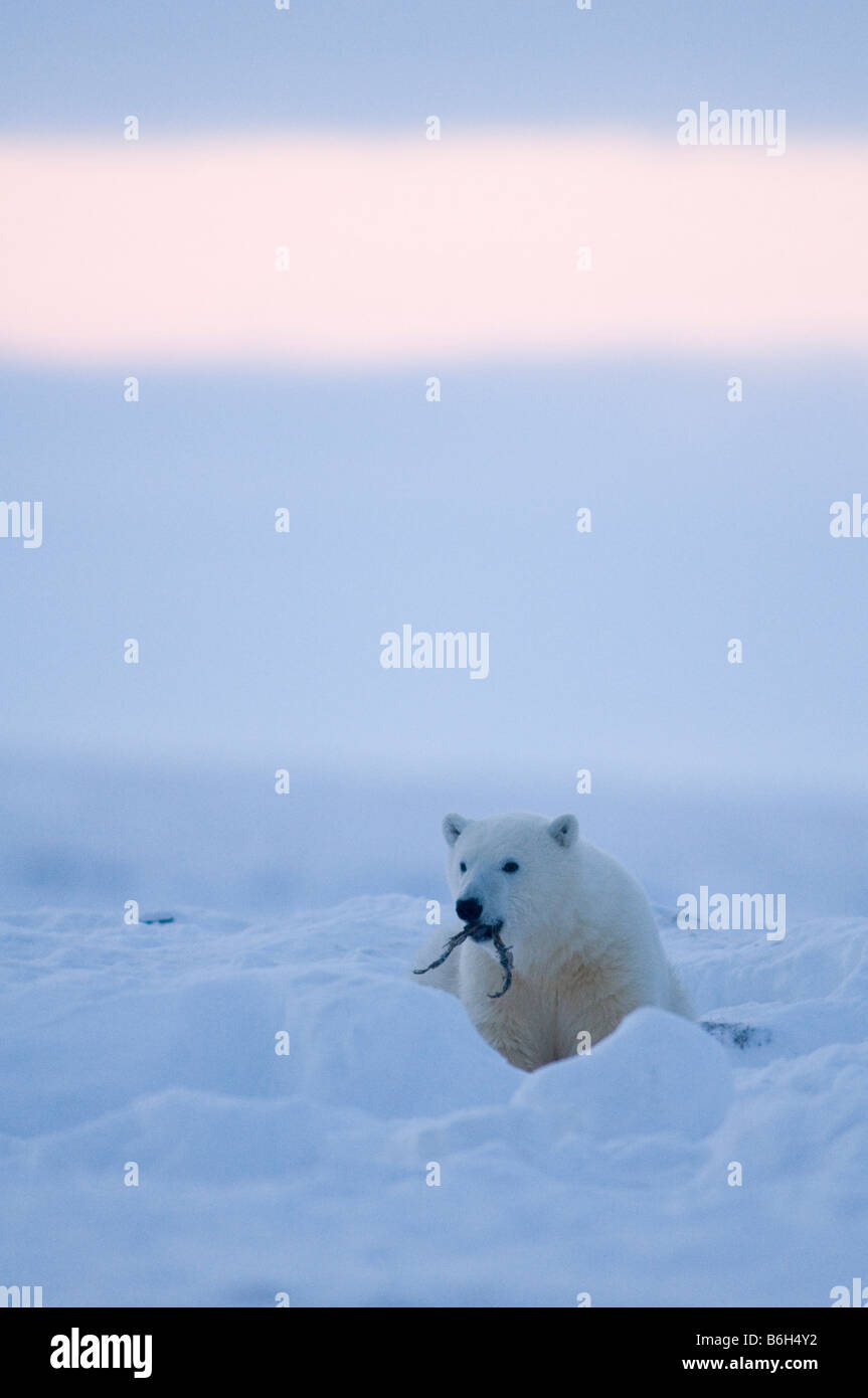 polar bear Ursus maritimus cub feeds on a piece of bowhead whale skin ...