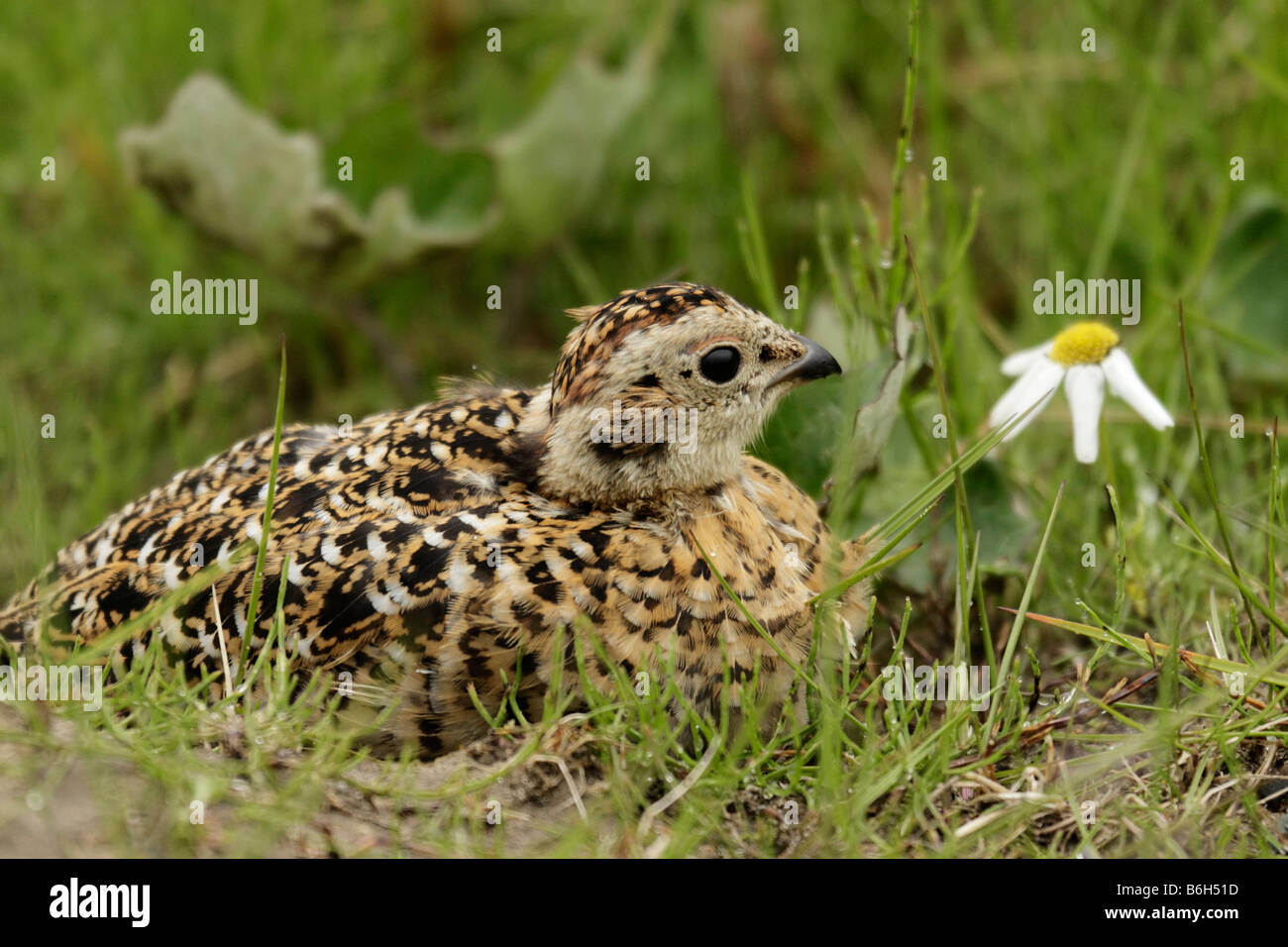 Willow ptarmigan, Lagopus lagopus, chicken in blossom tundra. Arctic ...