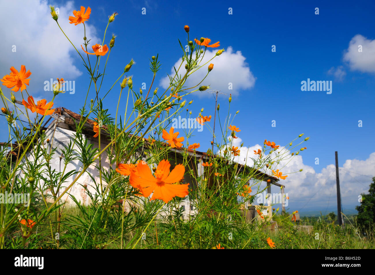 Flora cuban flower hi-res stock photography and images - Alamy