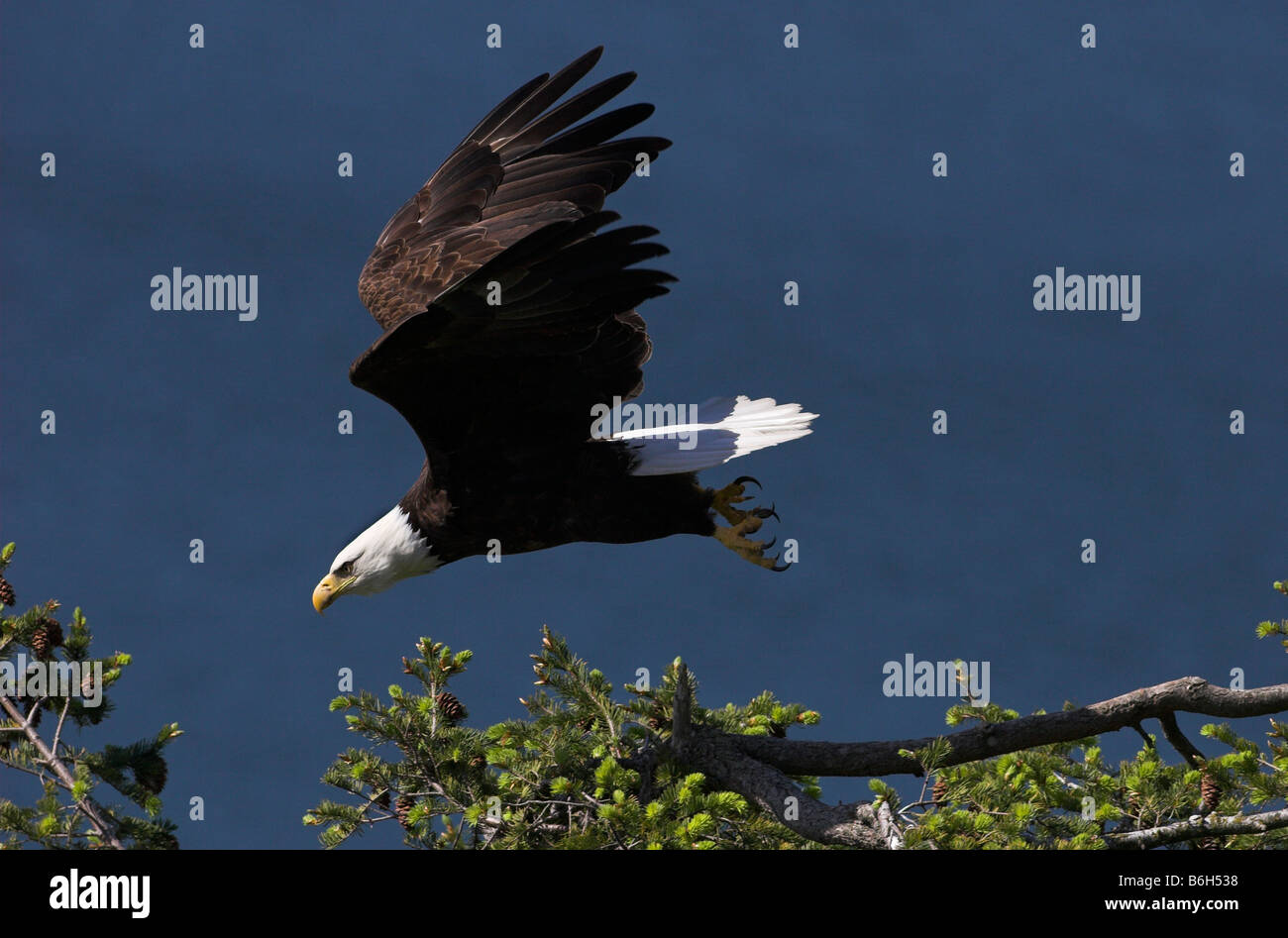 Bald eagle diving hi-res stock photography and images - Alamy
