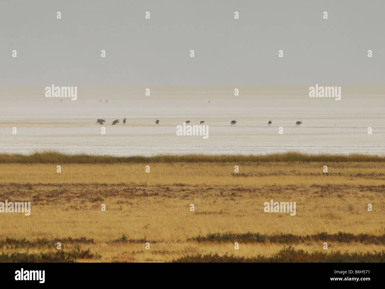 Ostrich on the salt pan, Etosha National Park, Namibia Stock Photo - Alamy