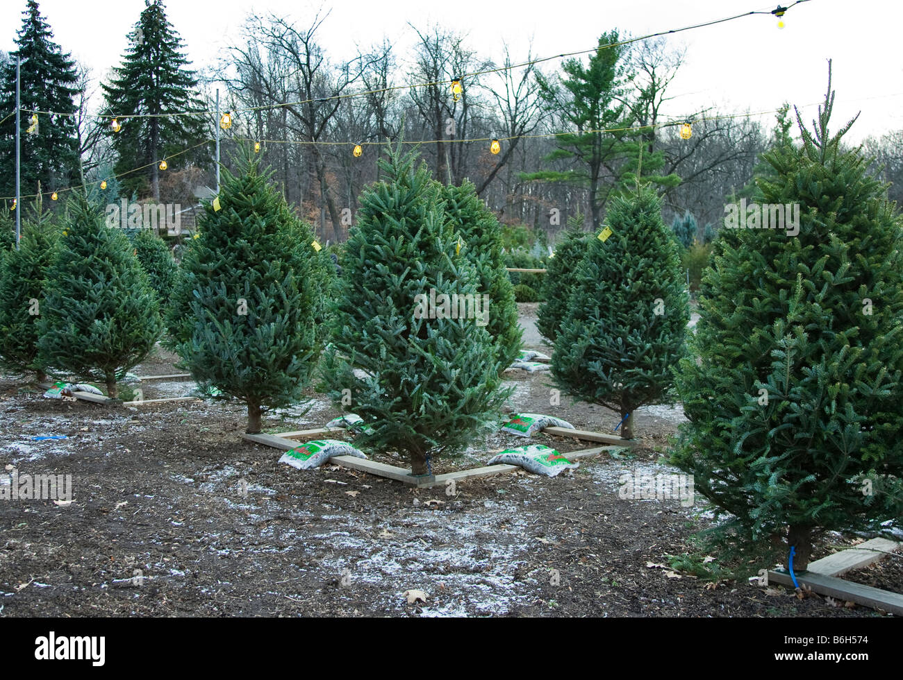 Christmas tree trees nursery hi-res stock photography and images - Alamy