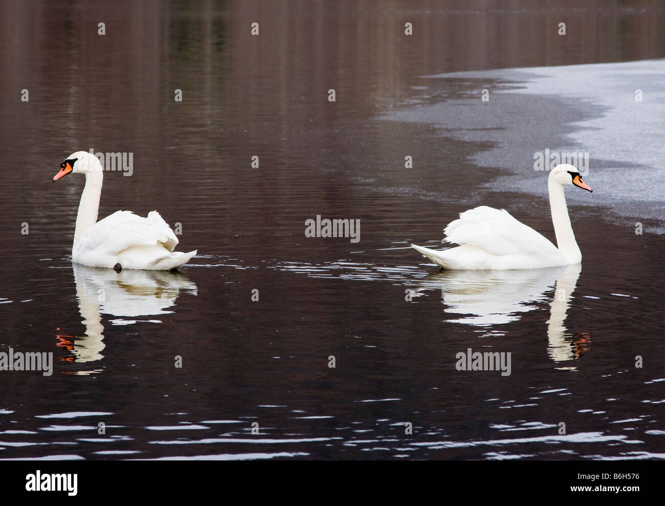 Two swans hi-res stock photography and images - Alamy