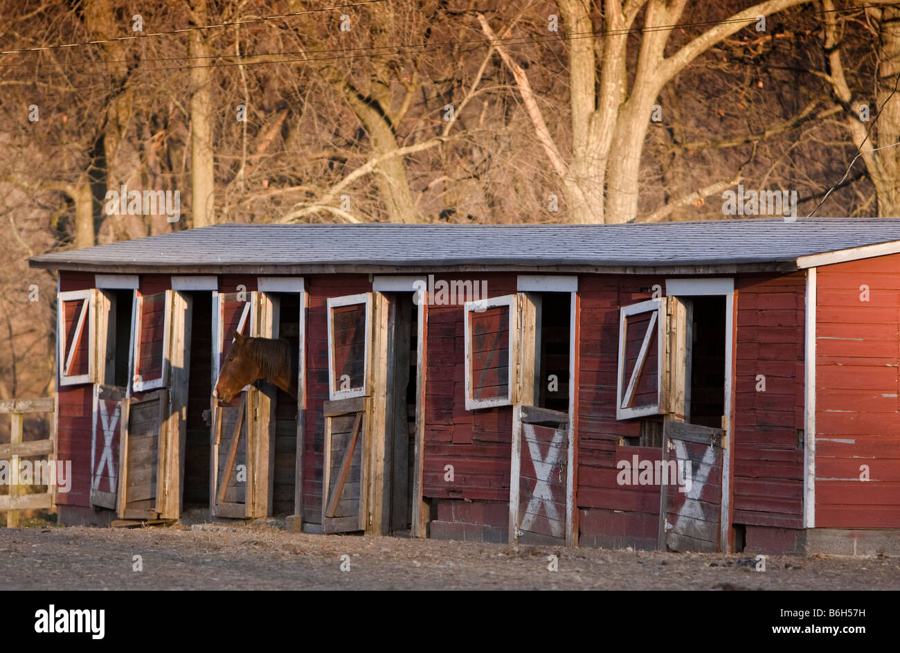 A horse in a stable Stock Photo - Alamy