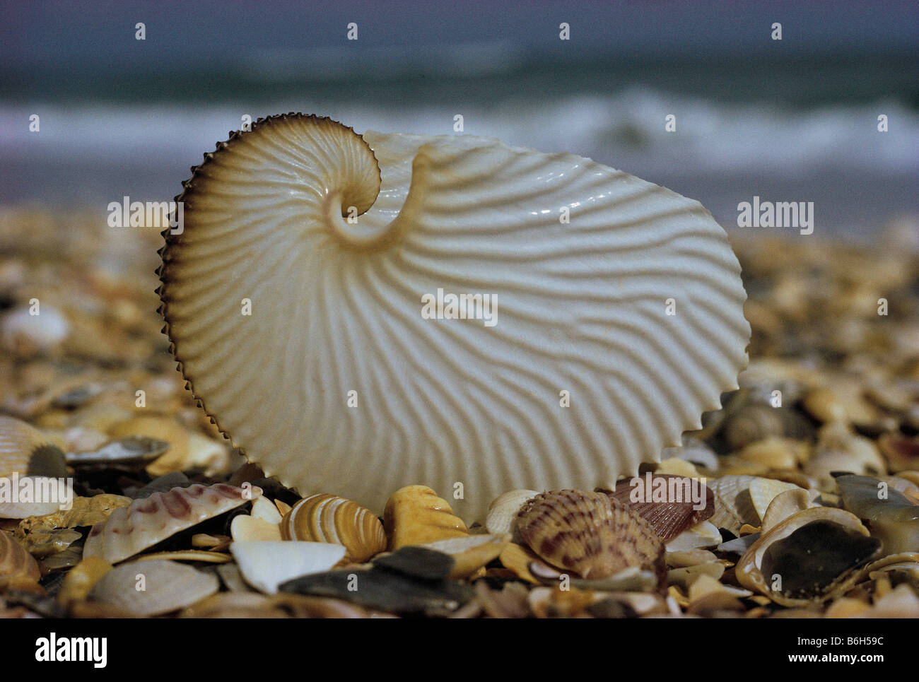 Paper Nautilus Shell