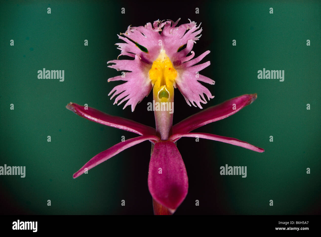 Hairdo, Epidendrum sp. orchid, Ecuador Stock Photo - Alamy