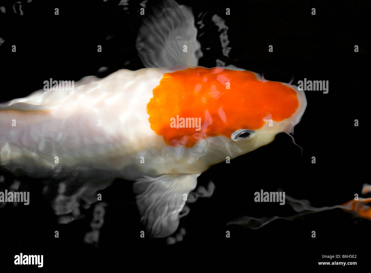 Close up of One Beautiful Koi Fish In a Pond with Dark Background Stock ...