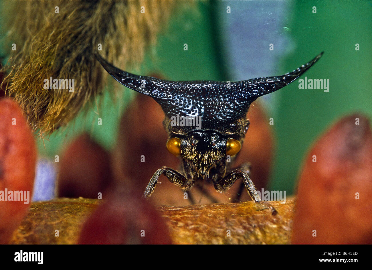 Horned treehopper beetle hi-res stock photography and images - Alamy