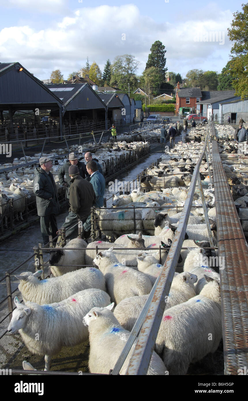 Farmers congregate at the sheep pens in a busy livestock auction market ...