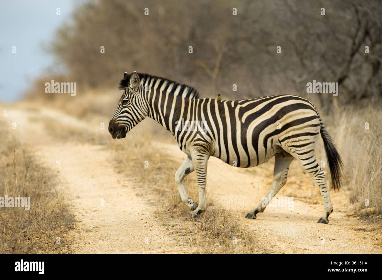African str hi-res stock photography and images - Alamy
