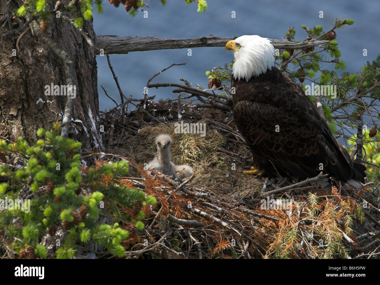 Eaglets hi-res stock photography and images - Alamy