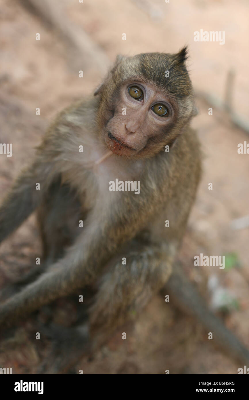 Punk Monkey Safari Stock Photo - Alamy
