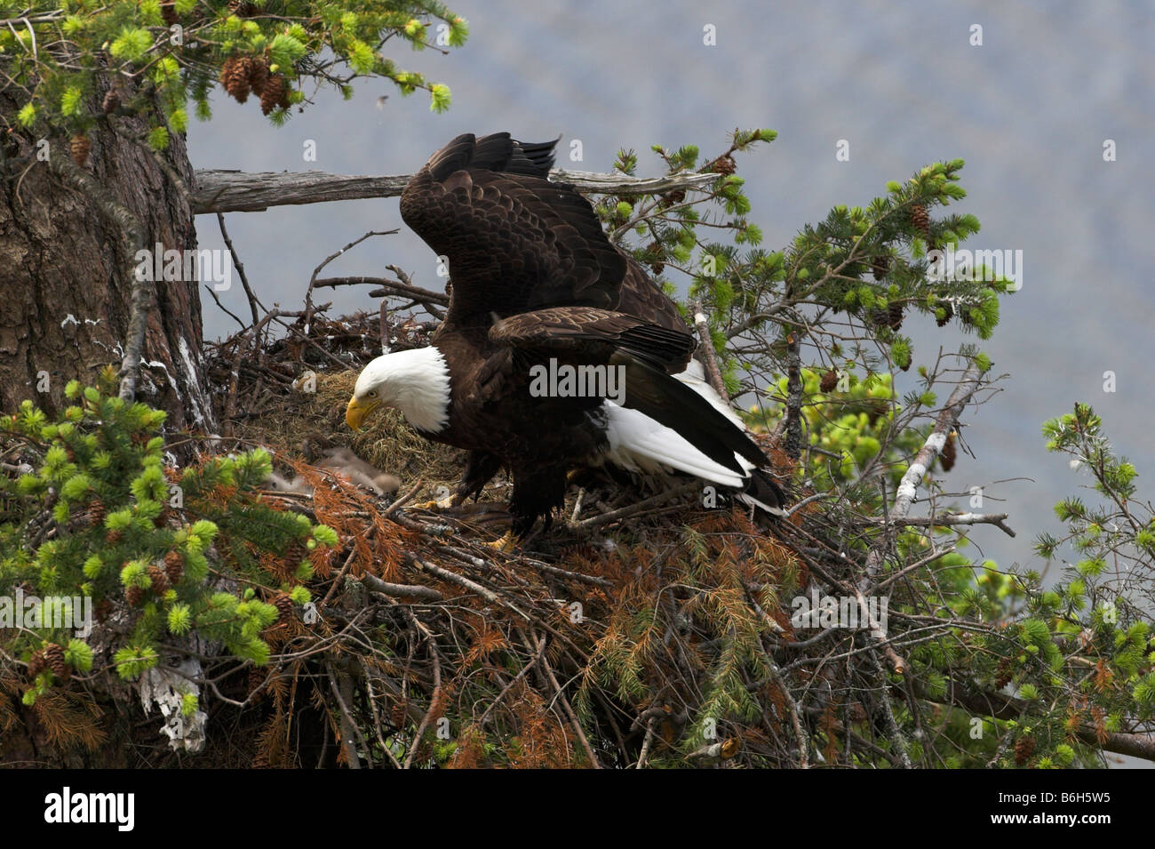 Bald eagle pair in nest hi-res stock photography and images - Alamy