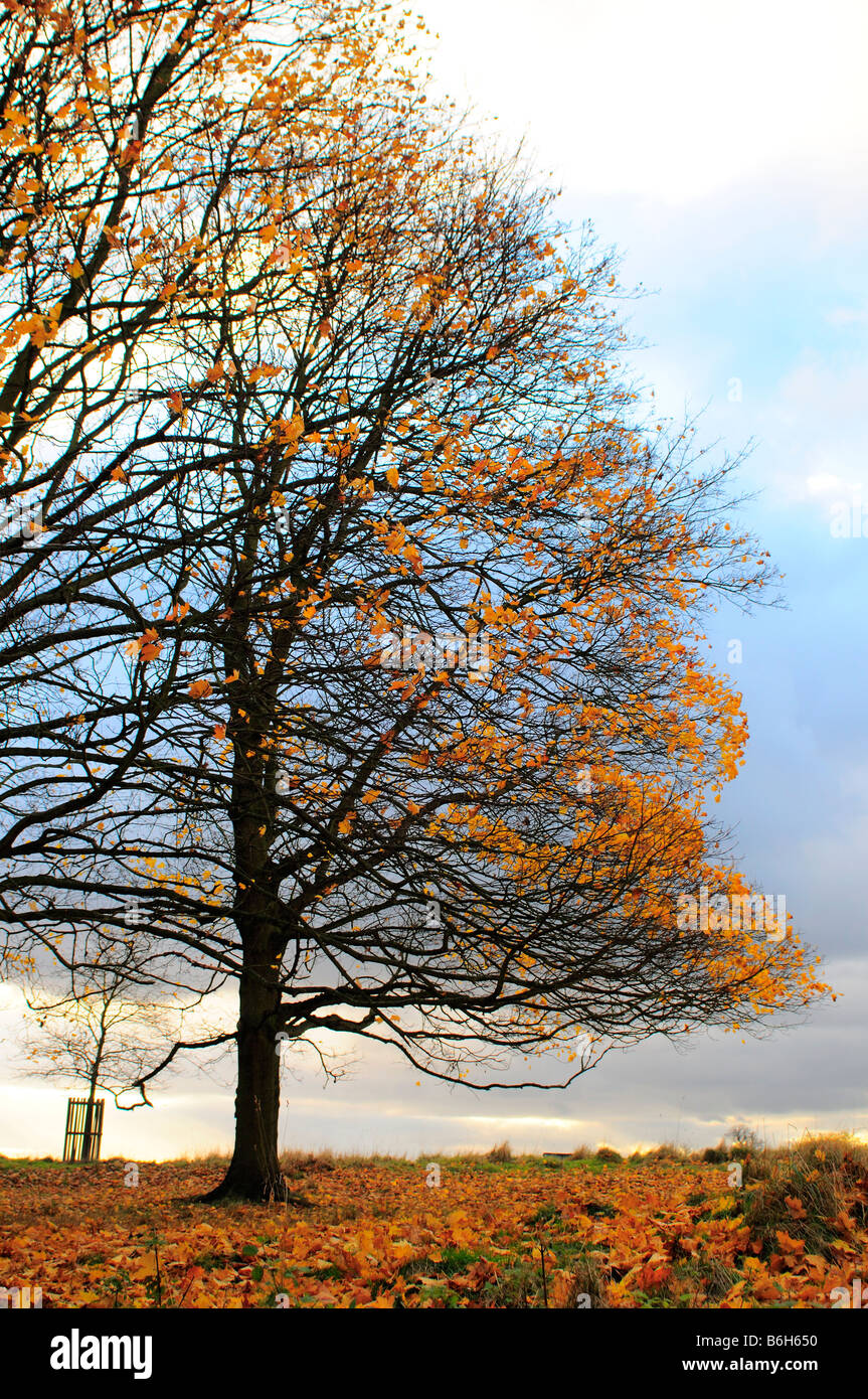 Tree in autumn Stock Photo - Alamy