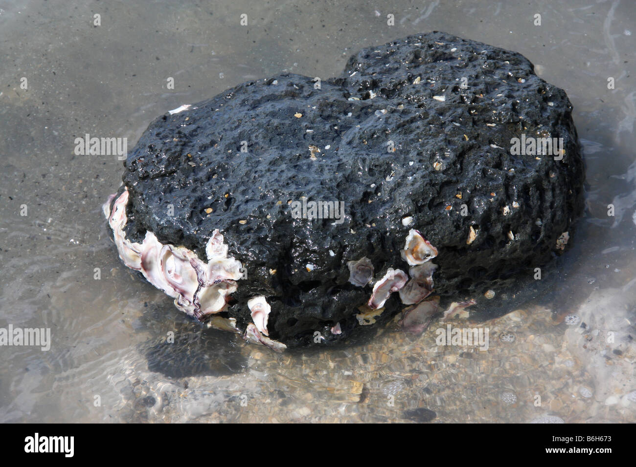 Seashell grew on a rock Stock Photo - Alamy