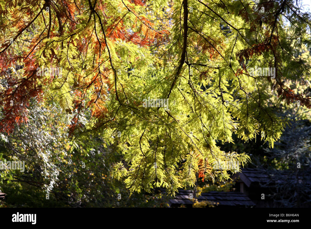 Fern garden japanese hi-res stock photography and images - Alamy
