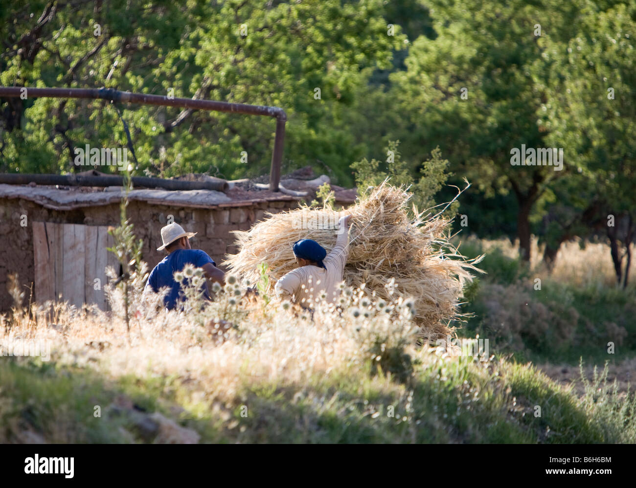 Farmers bundle wheat late in the small farming community of Tisselday ...