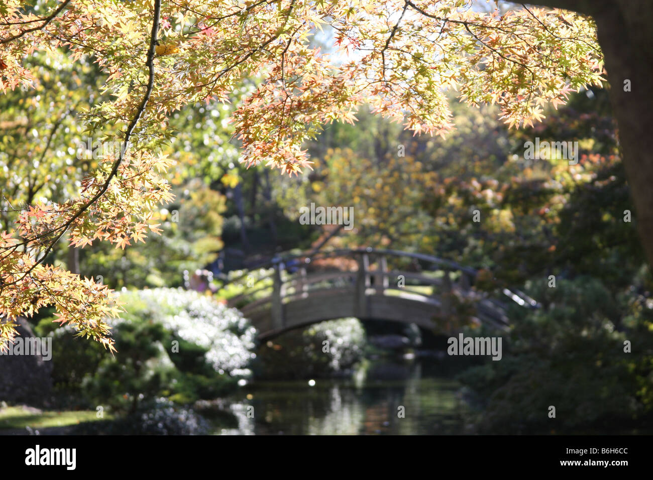 Japanese Bloodroot tree leaves leaning over a pond with arch bridge in ...