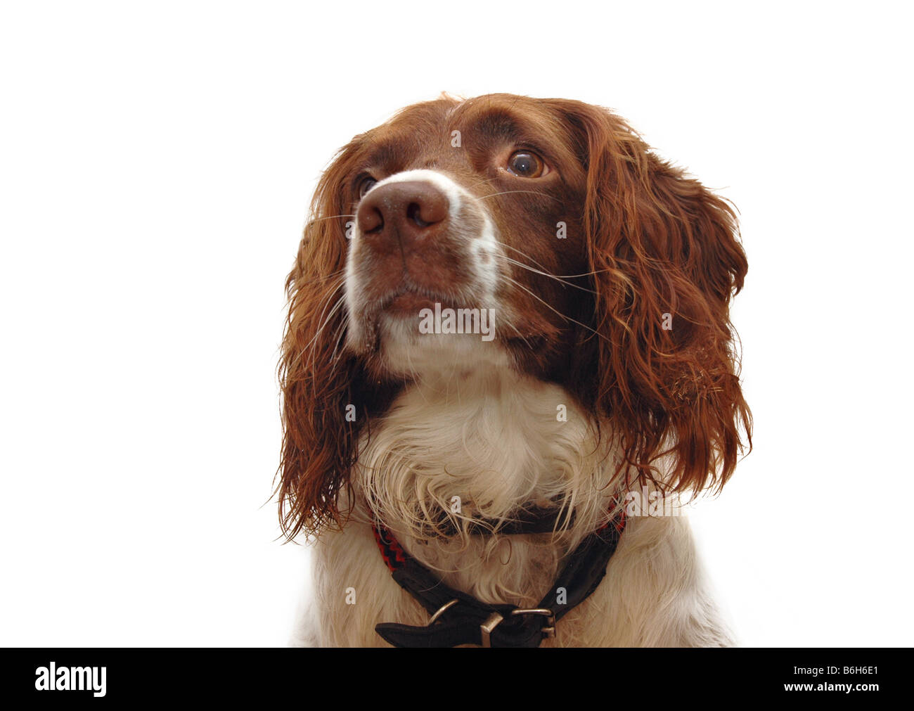 A cut out of a springer spaniel Stock Photo - Alamy