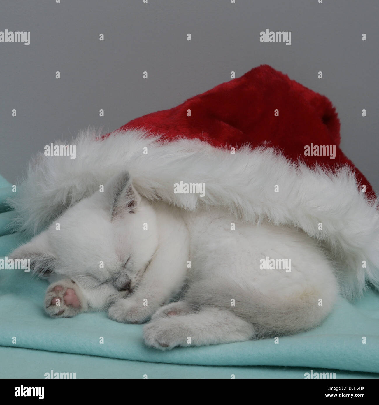 Tender kittens sleeping hi-res stock photography and images - Alamy