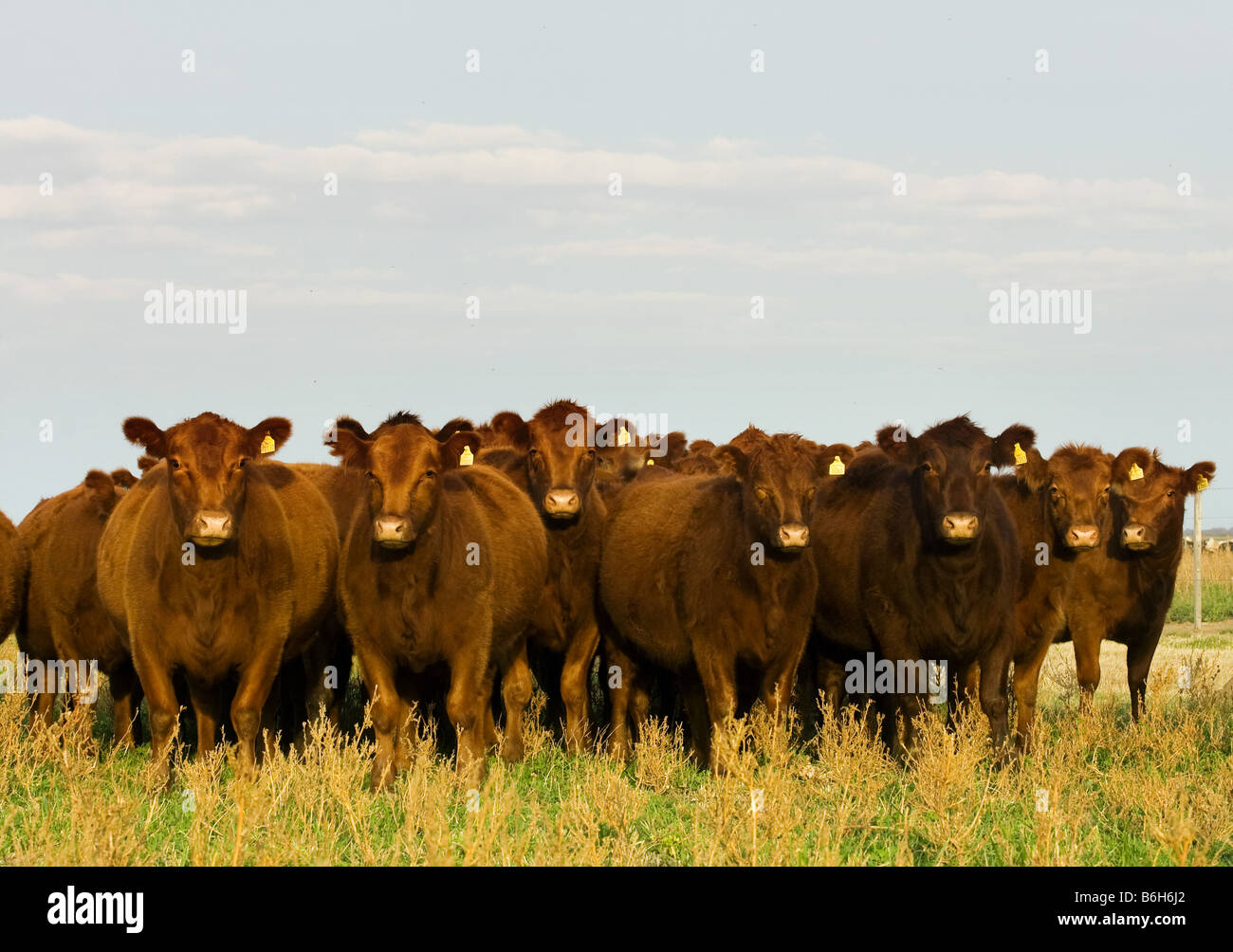 red angus Stock Photo - Alamy