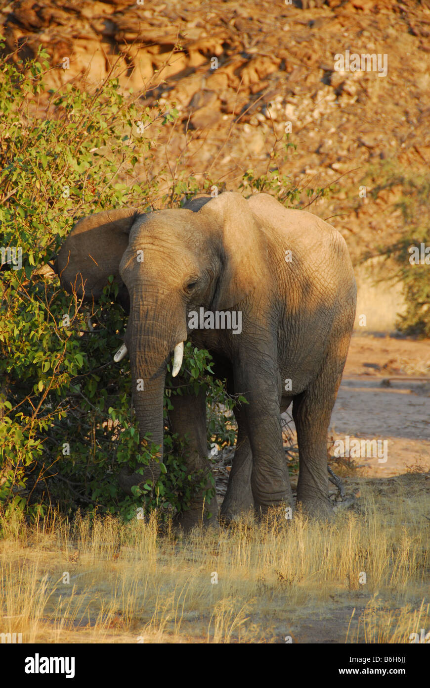 Rare desert elephant, Damaraland, namibia Stock Photo - Alamy