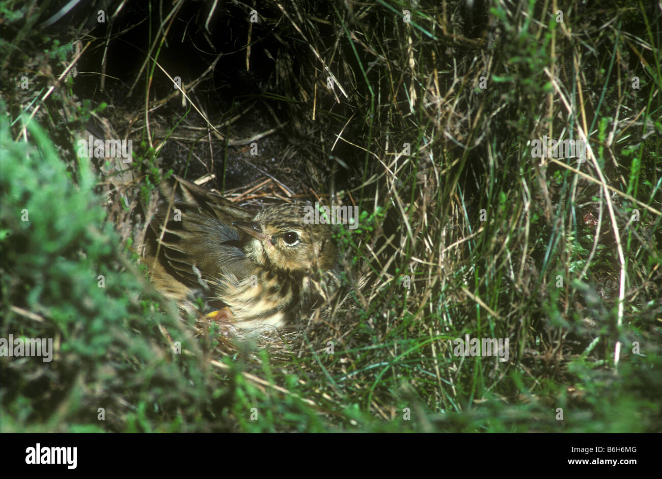 Tree Pipit brooding young in nest Stock Photo - Alamy