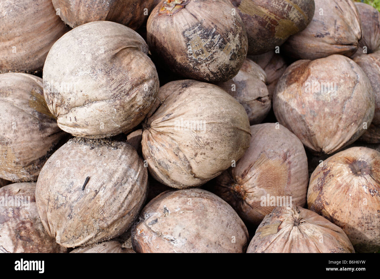 A stack of dried coconut fruit Stock Photo - Alamy