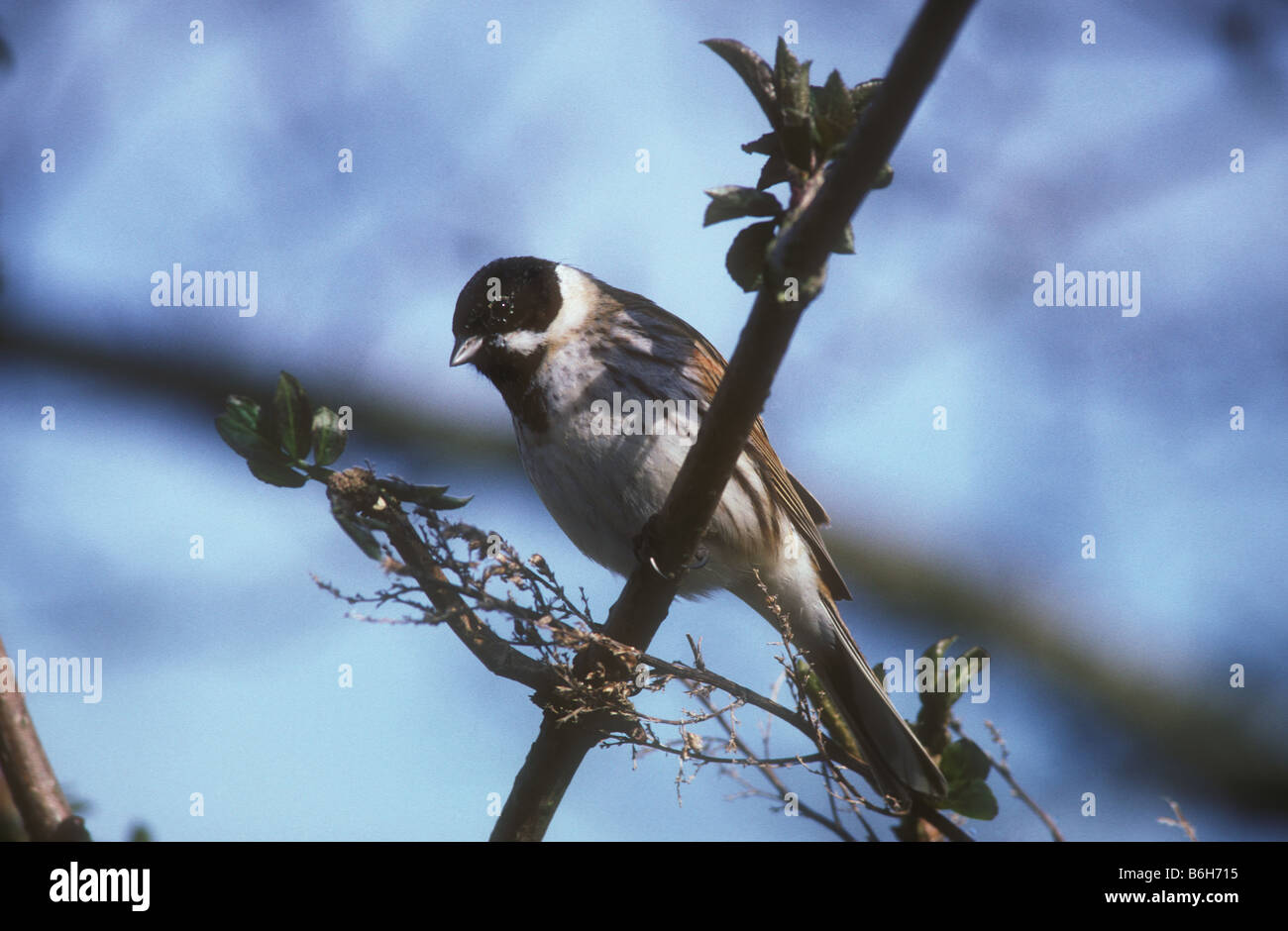 Classic portrait of male Reed Bunting Stock Photo - Alamy