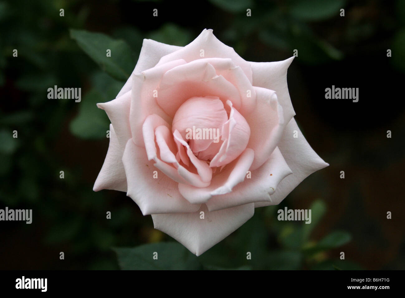 Rose bridal glamor hi-res stock photography and images - Alamy
