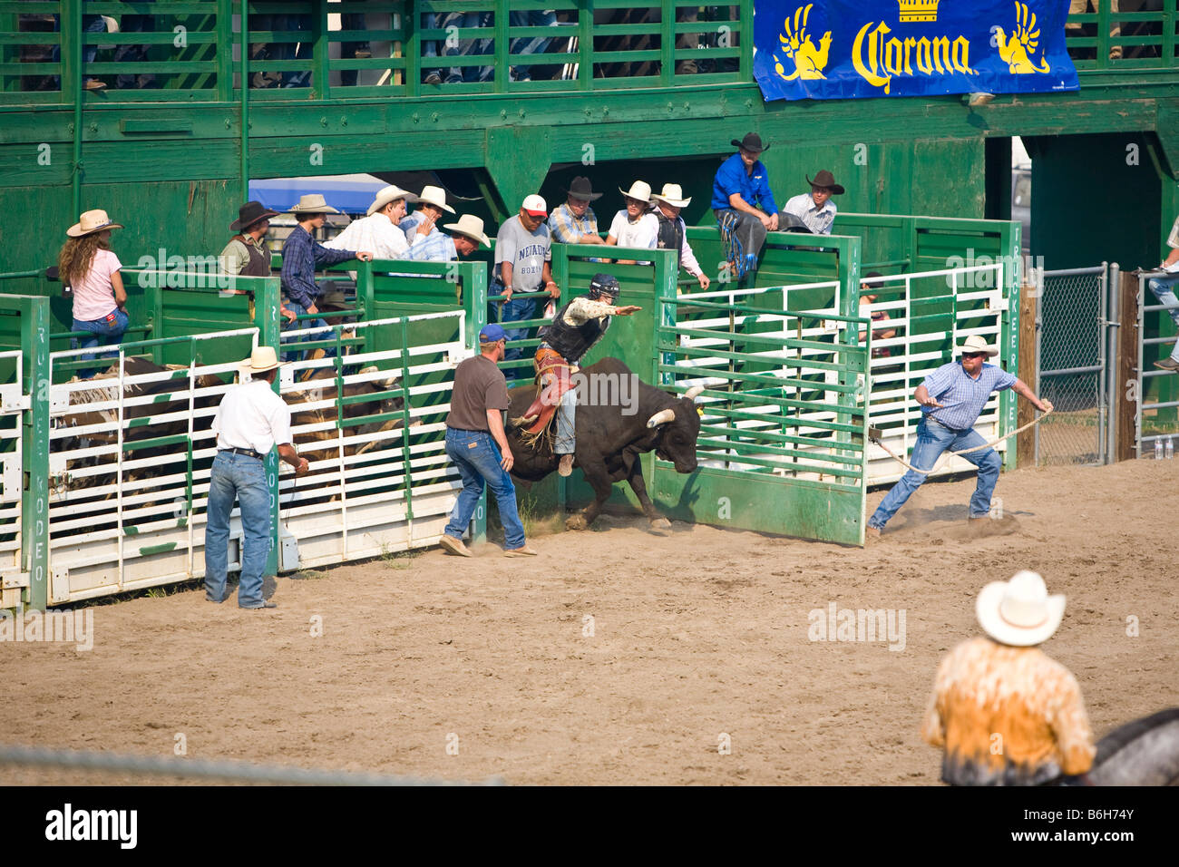 Cowboy with bull hi-res stock photography and images - Alamy