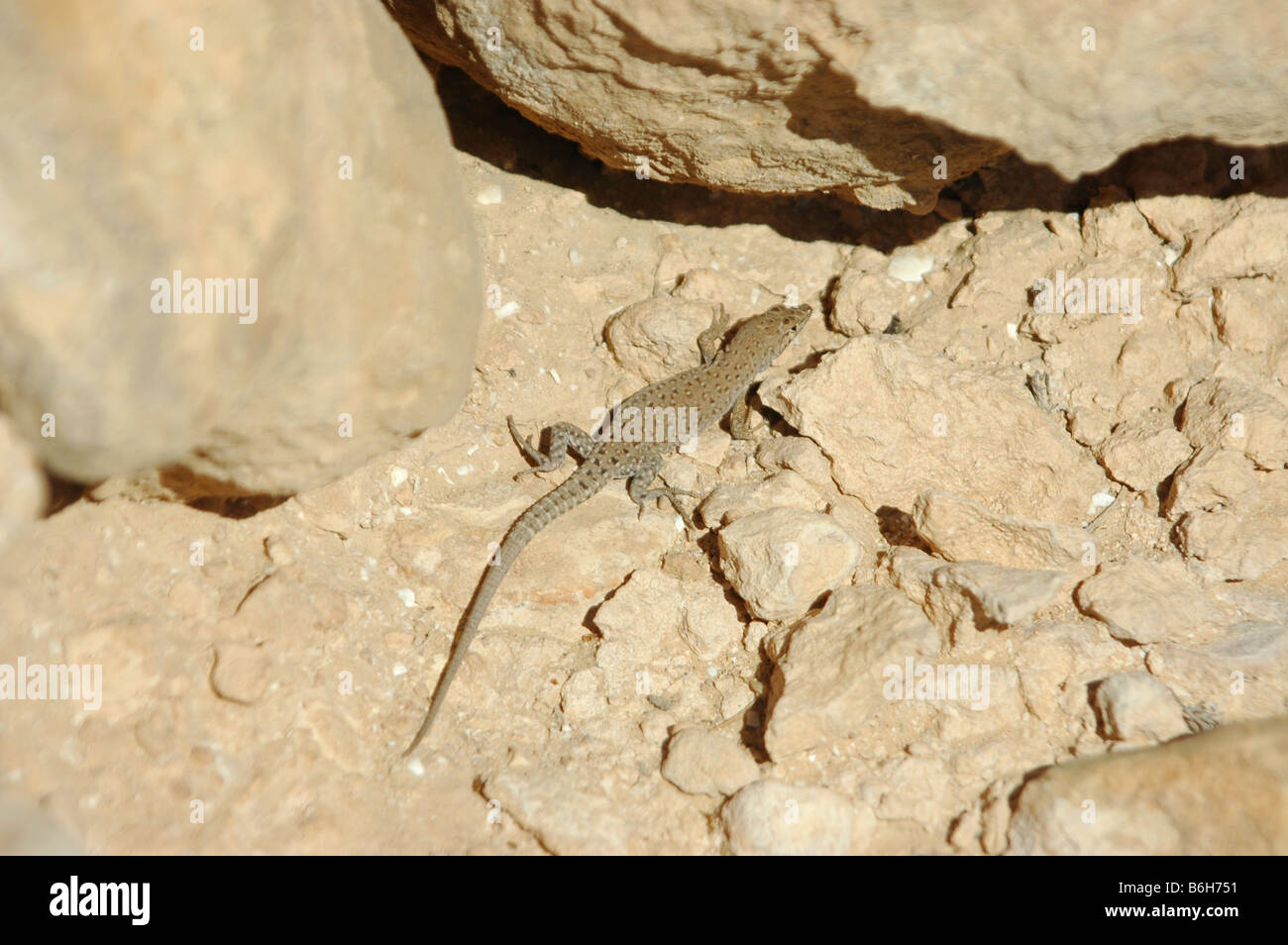 Israel Negev plains Roughtail Rock Agama Lizard Agama stellio Stock ...