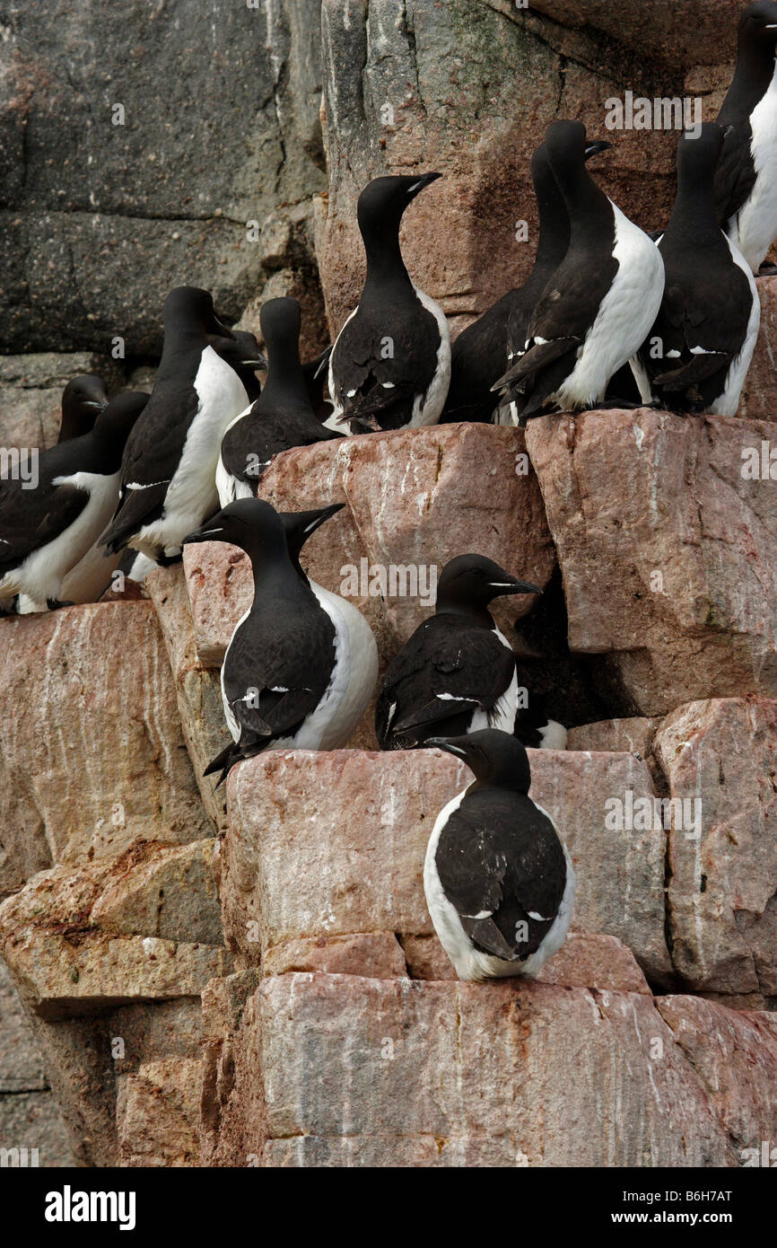 Guillemot Birds in the Arctic Stock Photo - Alamy