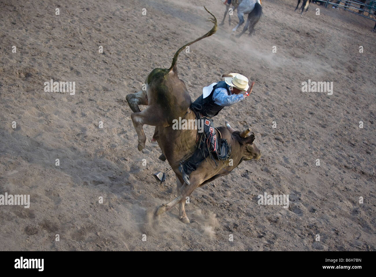Bucking hi-res stock photography and images - Alamy