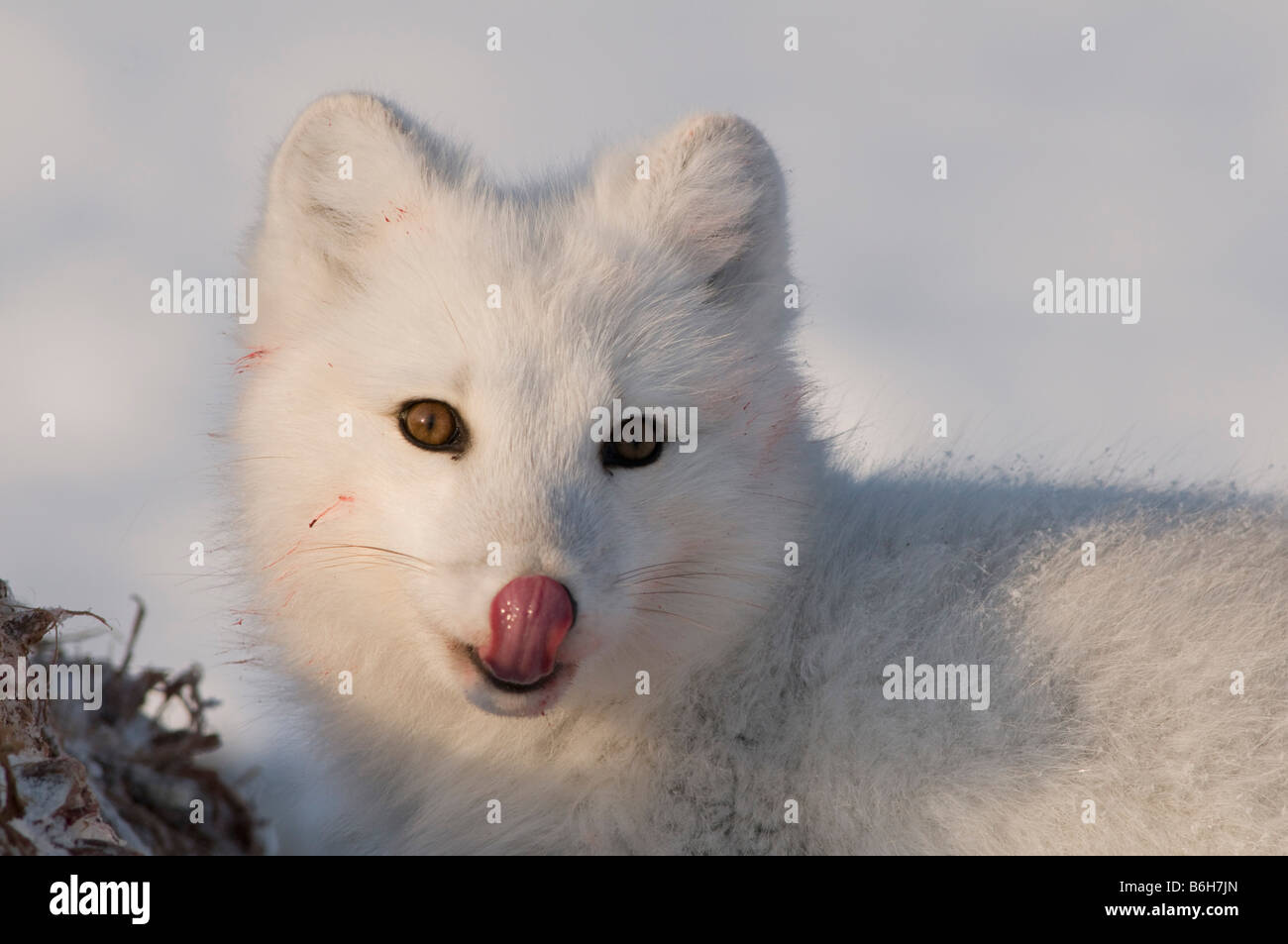 Arctic fox eating carcass hi-res stock photography and images - Alamy