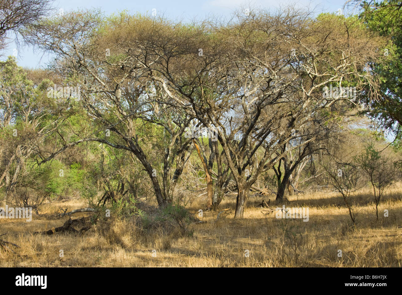 South African Trees Stock Photos & South African Trees Stock Images - Alamy