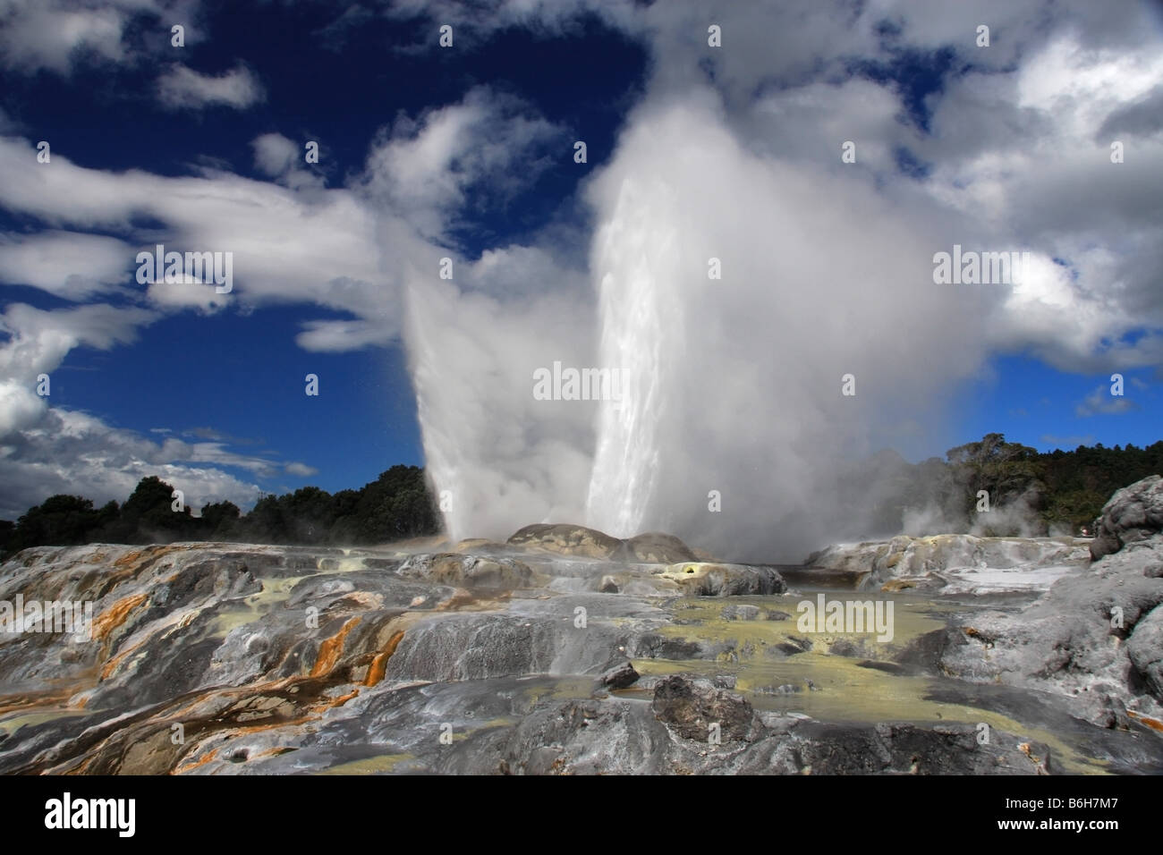 Pohutu geyser erupting, in Whakarewarewa Thermal Valley, Rotorua, New ...