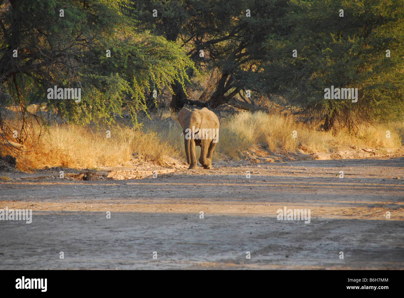 Rare desert baby elephant, Damaraland, Namibia Stock Photo - Alamy