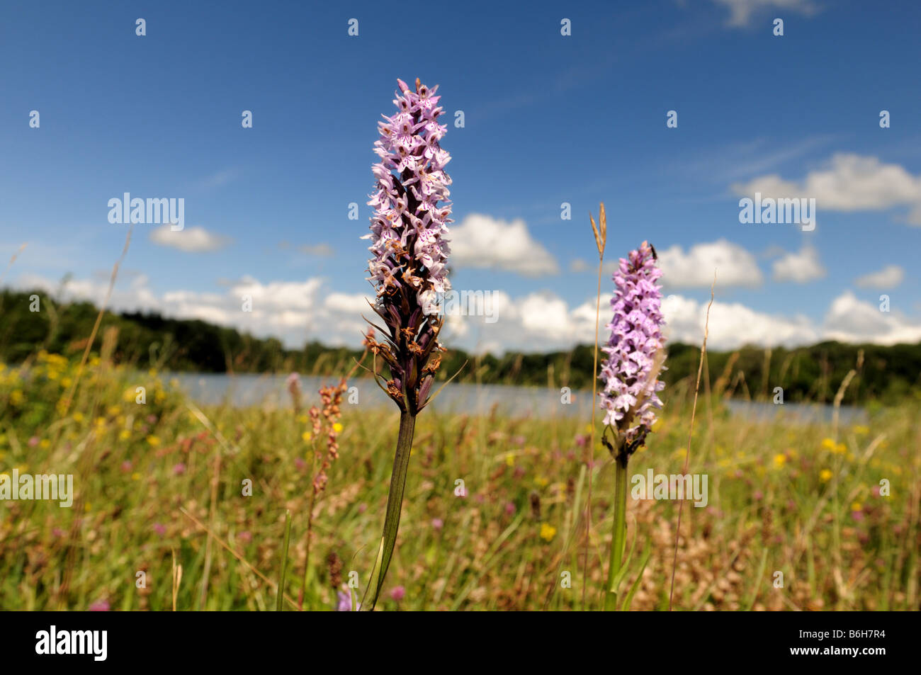Orchids growing wild hi-res stock photography and images - Alamy