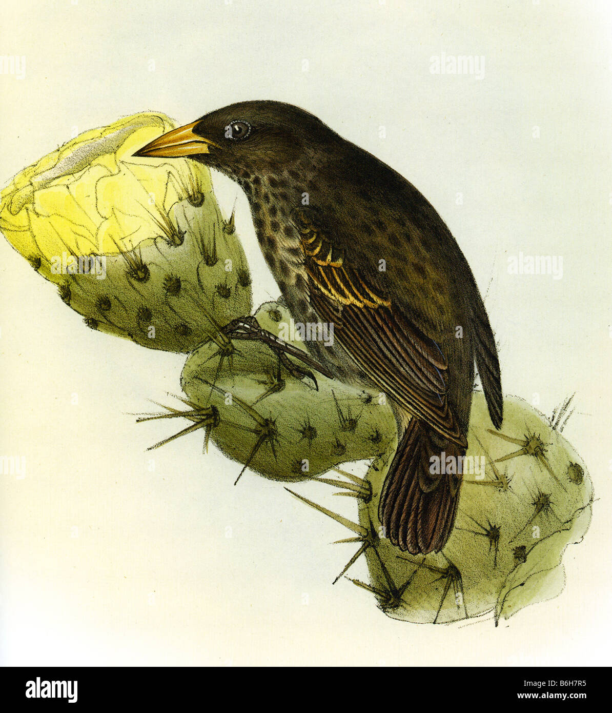 THE ZOOLOGY OF THE VOYAGE OF THE HMS BEAGLE illustration of a Galapagos ...